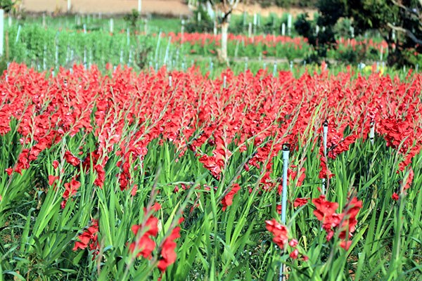 Quy trình kỹ thuật trồng hoa lay ơn